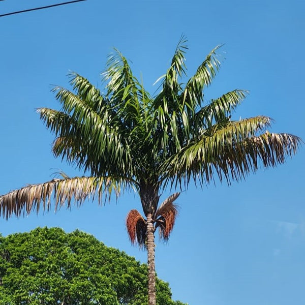 Bacaba Oil 100% pure, unrefined, from the Brazilian Amazon forest ...