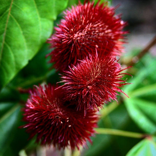Urucum Oleic Extract – Rainforest Chica
