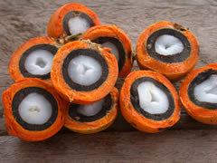 Tucuma Oil - perfect tan from Brazil. – Rainforest Chica